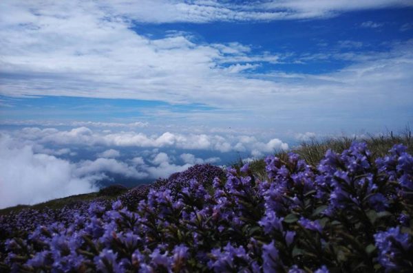 2018 Neelakurinji Blooms in Munnar | Neelakurinji Flower Blooming ...